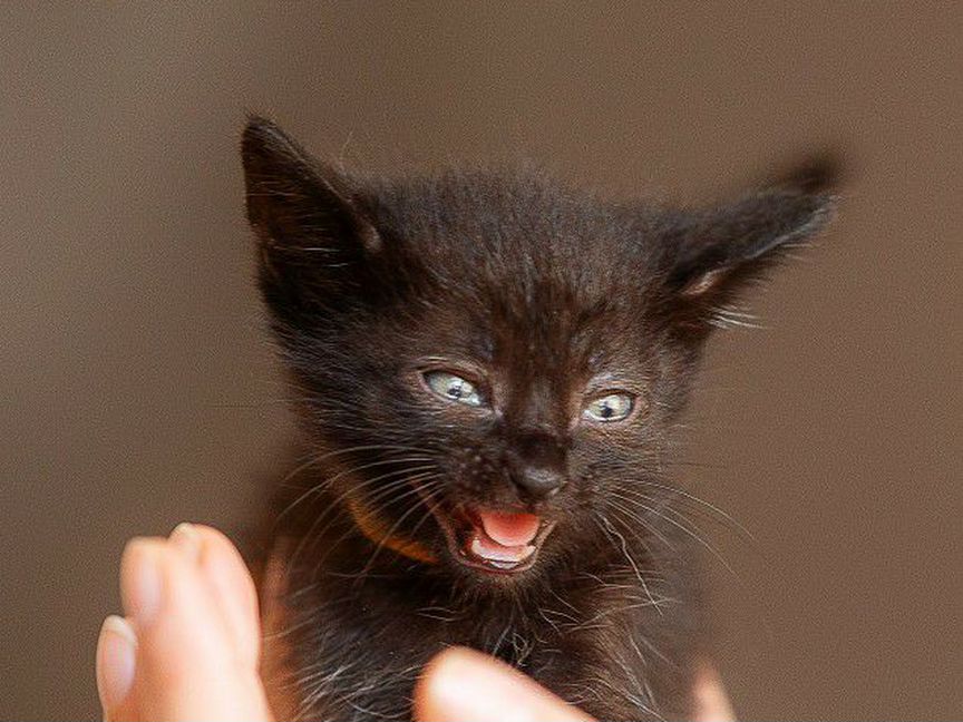 Котенок Бегемот мальчик черный в дар