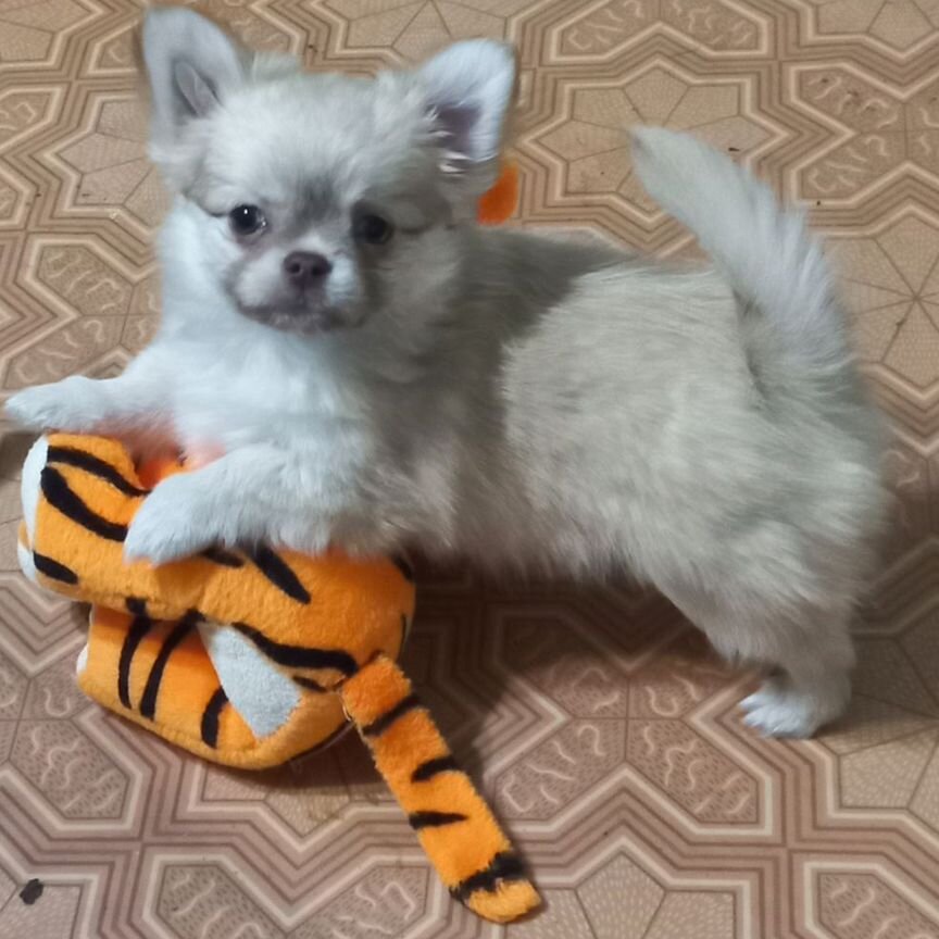 Чихуахуа, щенок