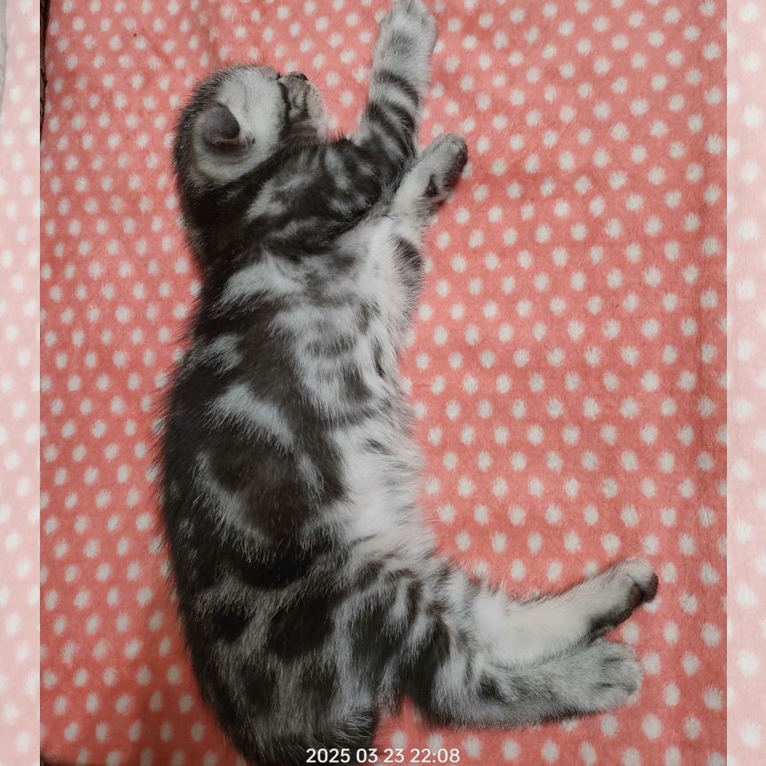 Мраморные котята
