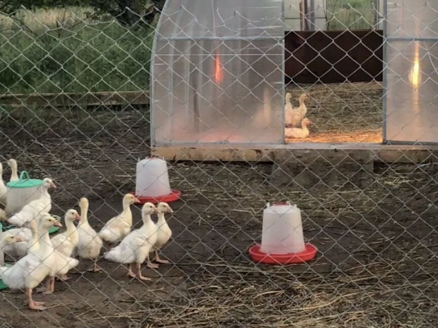 Гусиное инкубационное яйцо