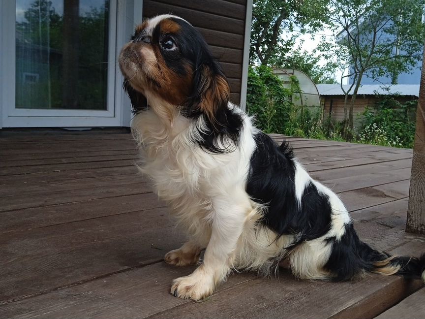 Подрощенная дева Кинг Чарльз спаниель