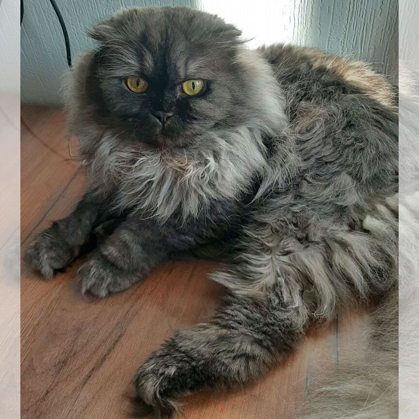 Шотландский кот вязка