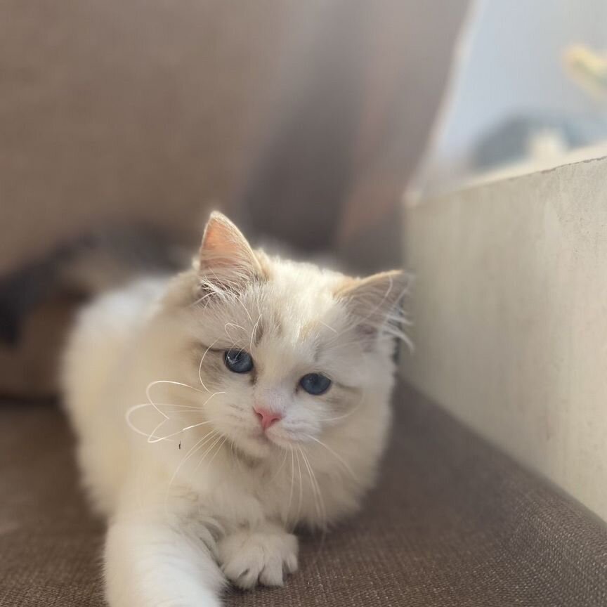 Котята регдолл