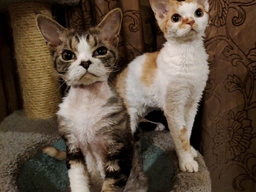 Котята Девонята