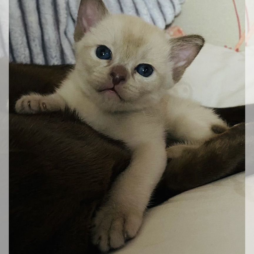 Бурманский котик