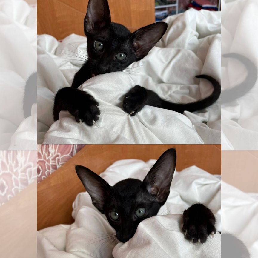 Ориентальная кошка