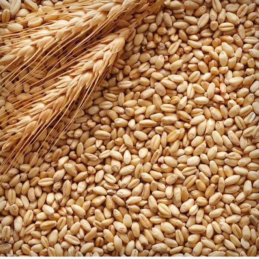 Пшеница