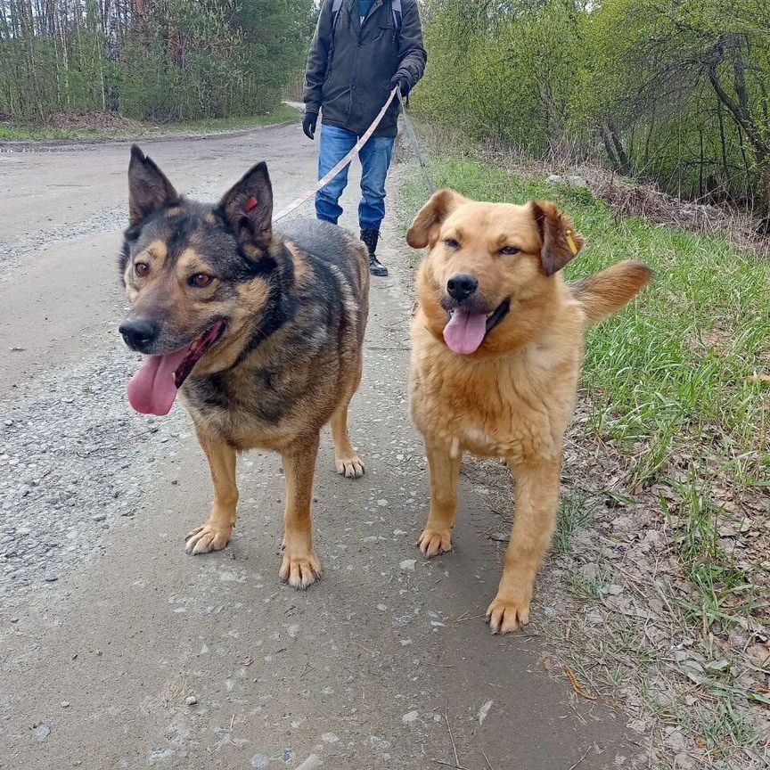 Тиша и Дора