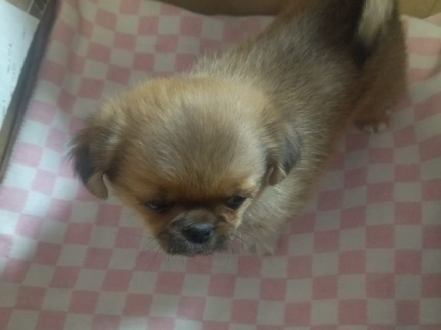 Щенки пекинеса