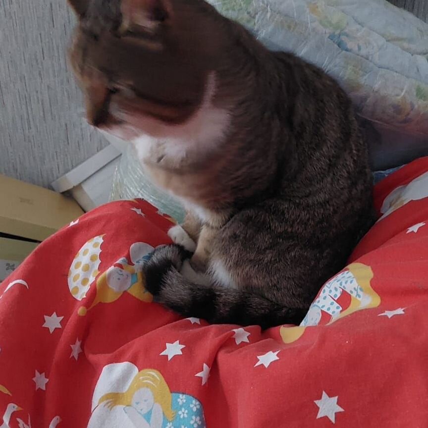 Котище ищет дом