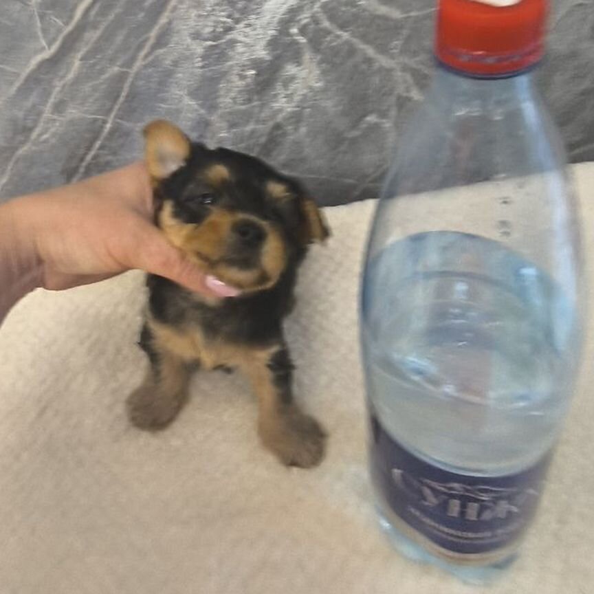 Йоркширский терьер, щенок