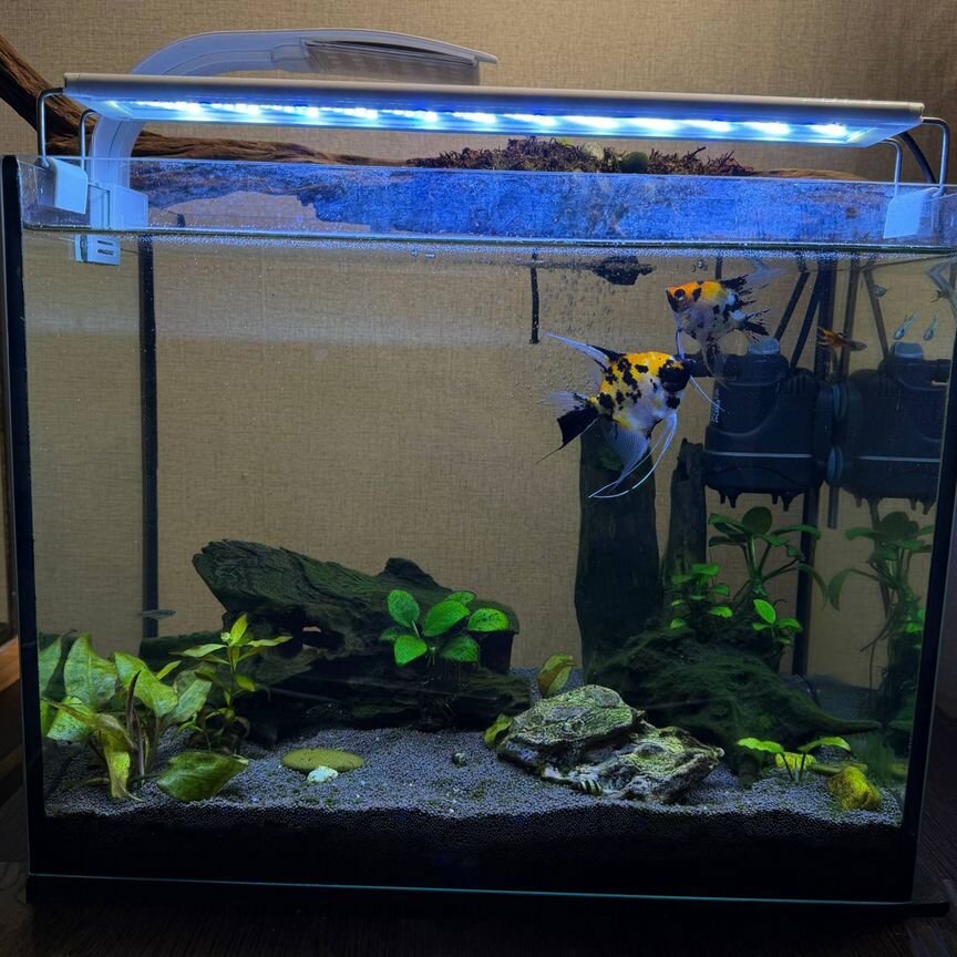 Аквариум с рыбками