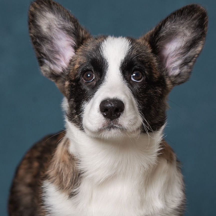 Вельш-корги кардиган