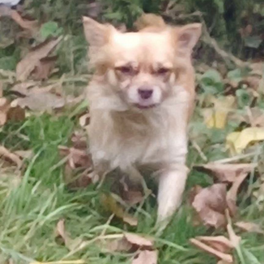 Маленькая собака найдена