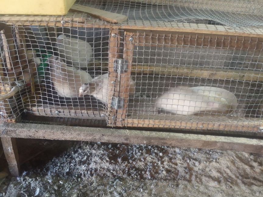 Перепела породы Техас