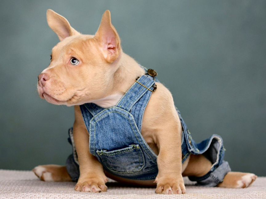 Американский булли микро