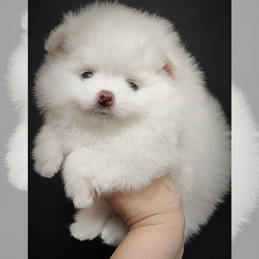 Девочка медвежонок