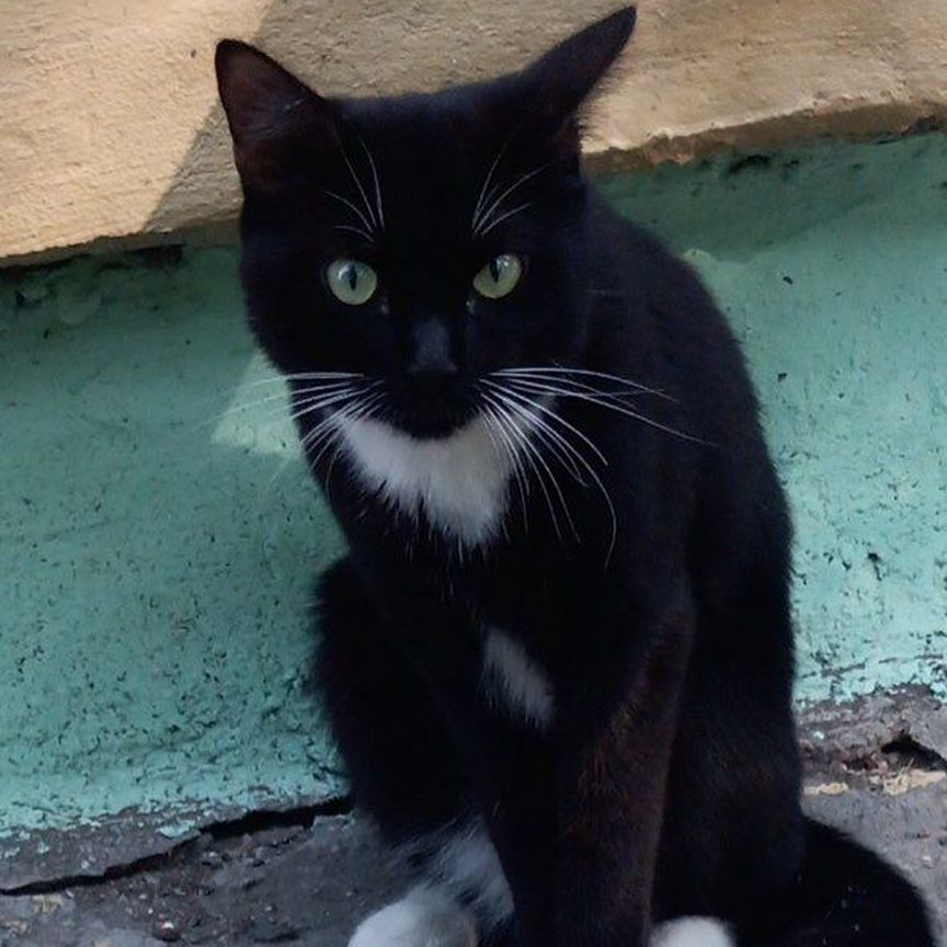 Кот Василий ищет дом
