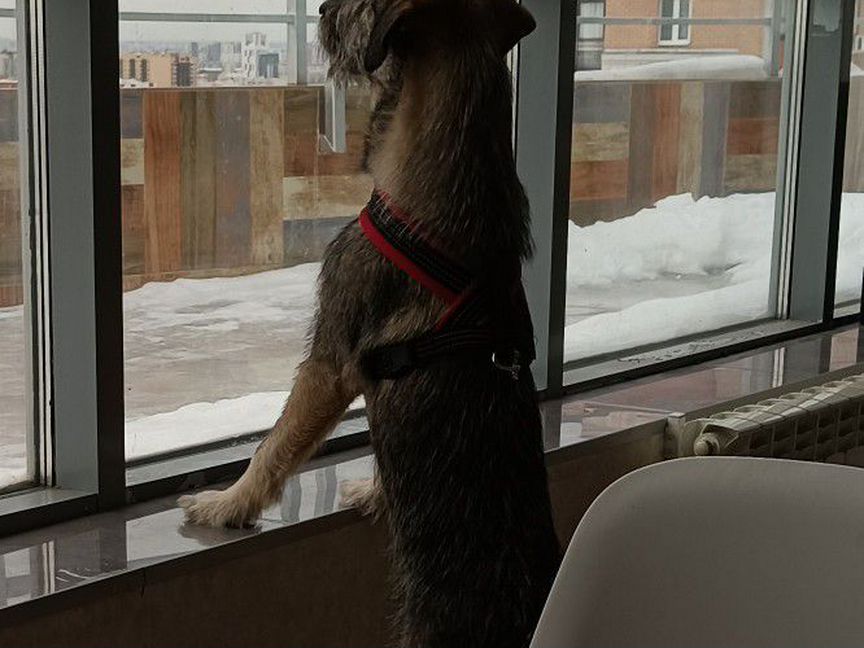 Потерялась собака