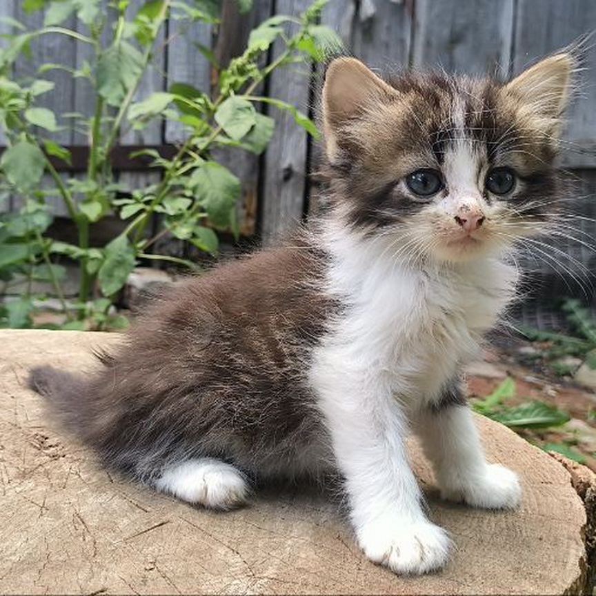 Котик в добрые руки