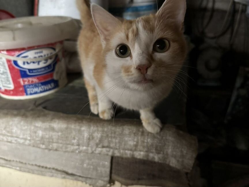 Кот Рыжик