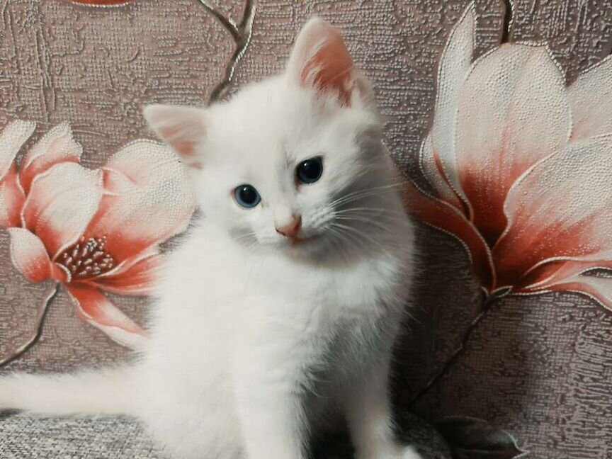 Белый котёнок мальчик