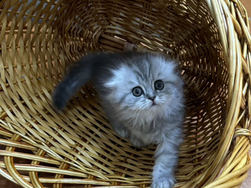 Катята девочки шотландцы