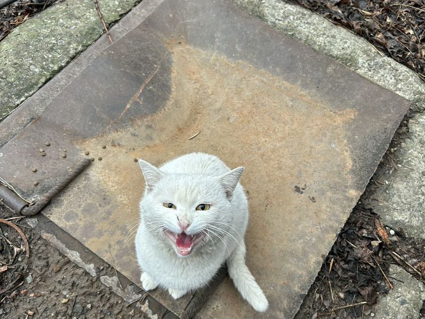 Кот,похож на британца