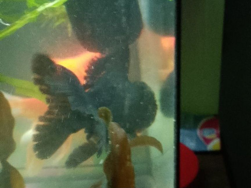 Чёрная оранда