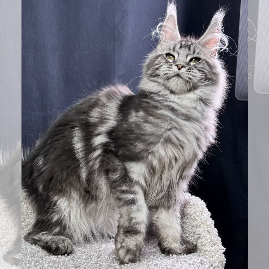 Кошечка мейн кун