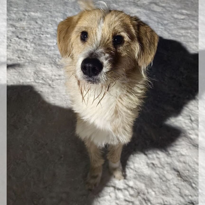 Щенок в добрые руки