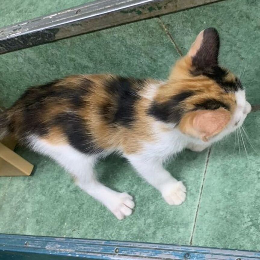 Отдам в добрые руки котят
