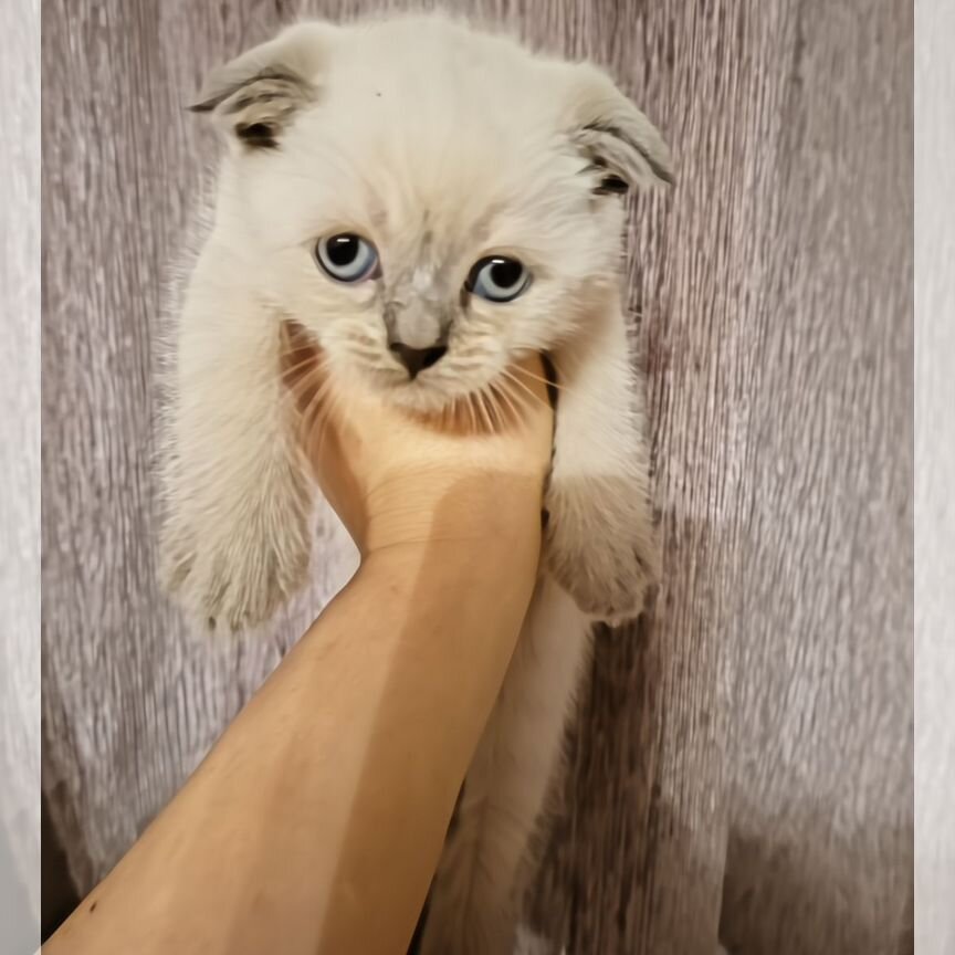 Шотландский вислоухий короткошёрстный котёнок