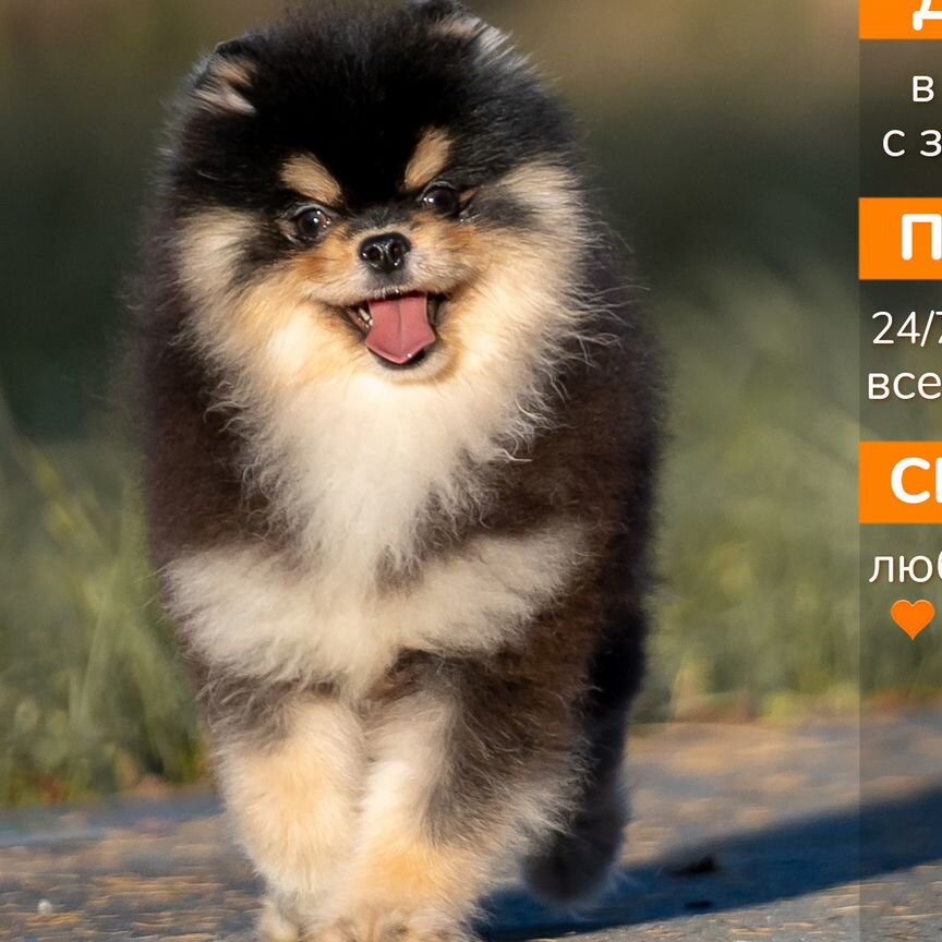 Померанский шпиц, щенок