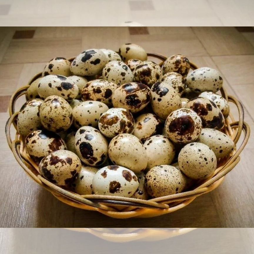Яйцо перепелинное инкубационное и пищевое