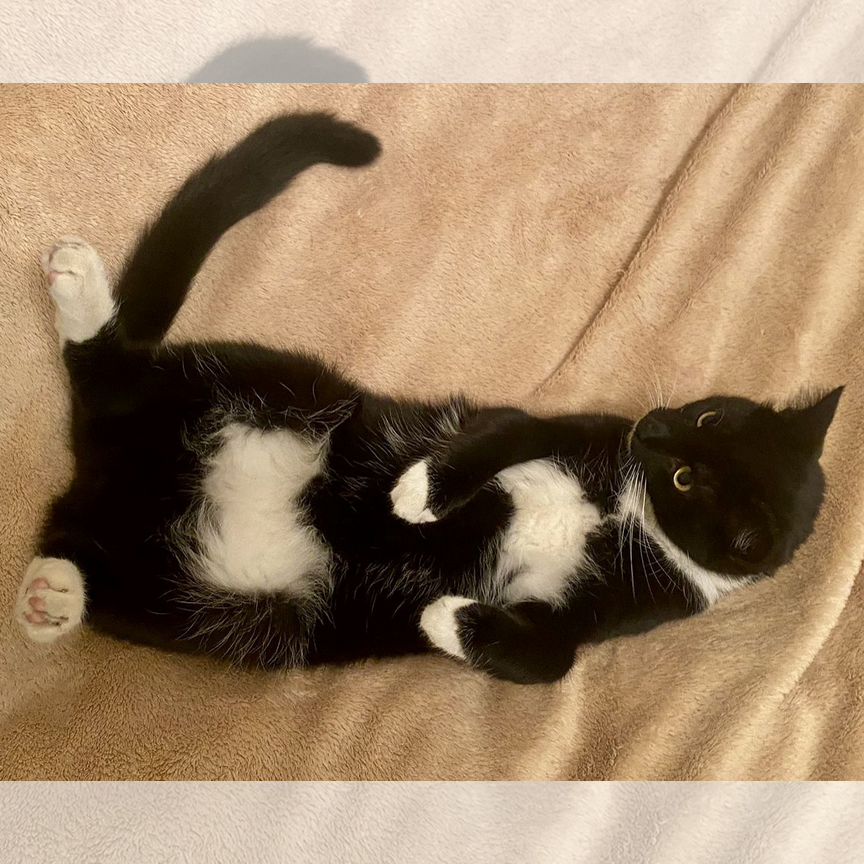 Котик в смокинге животик