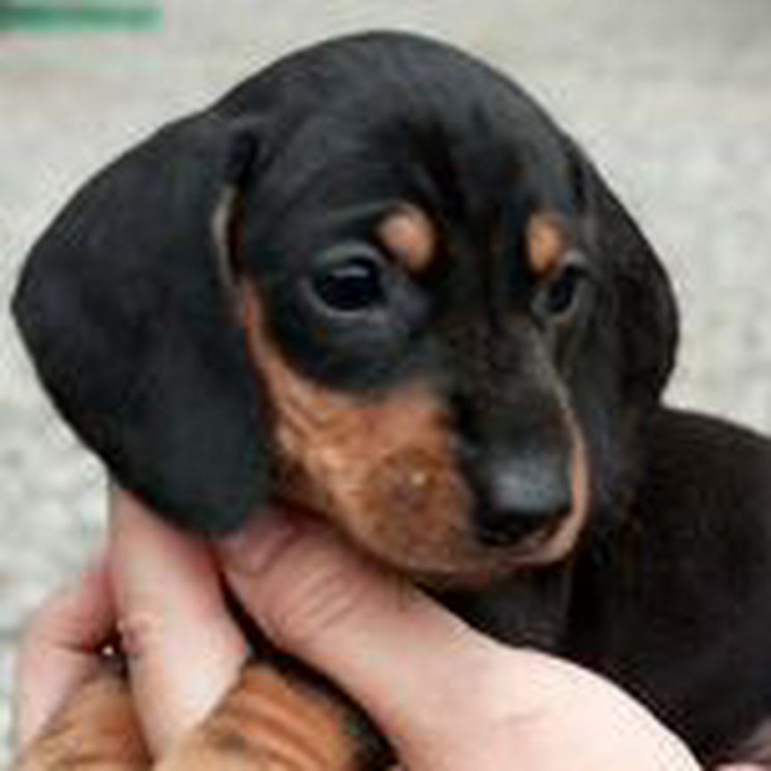 Такса, щенок