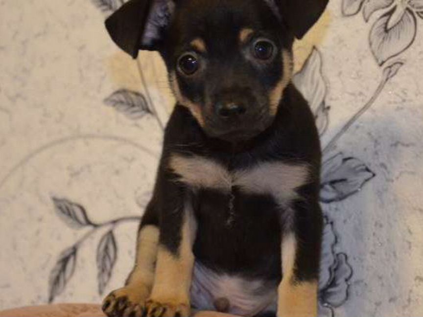 Чихотойчики щенки