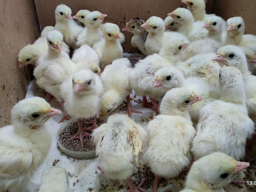 Цыплята индюшата