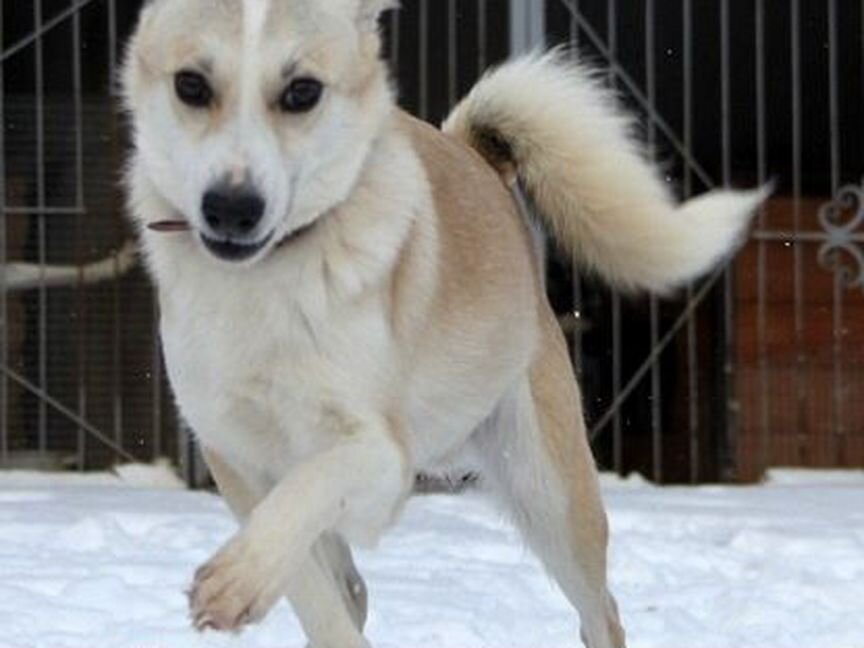 Хорошая собака- в хорошие руки