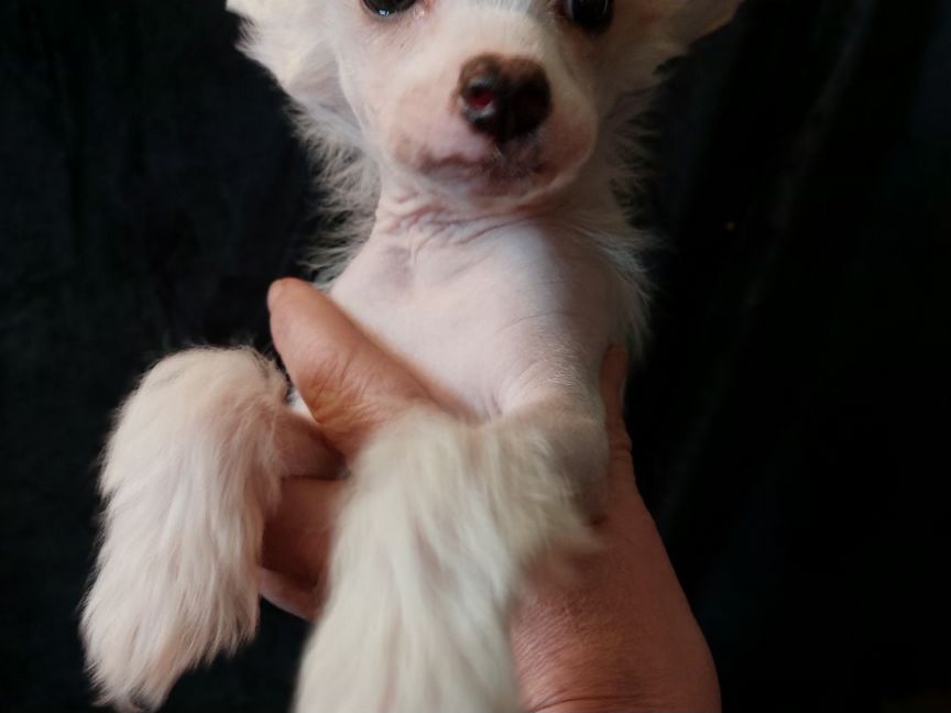 Китайская хохлатая