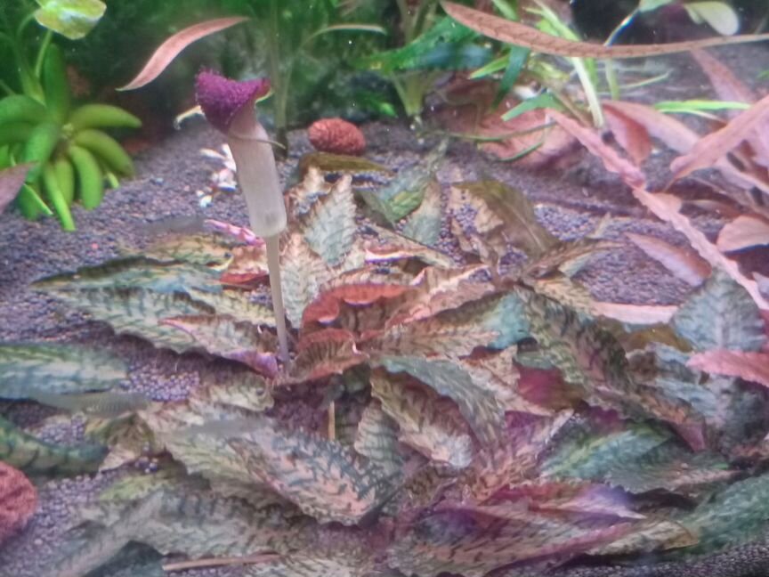 Аквариумные растения