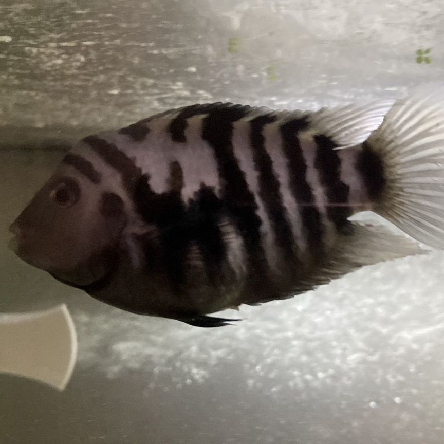 Отдам в добрые руки (чернополосая цихлида)