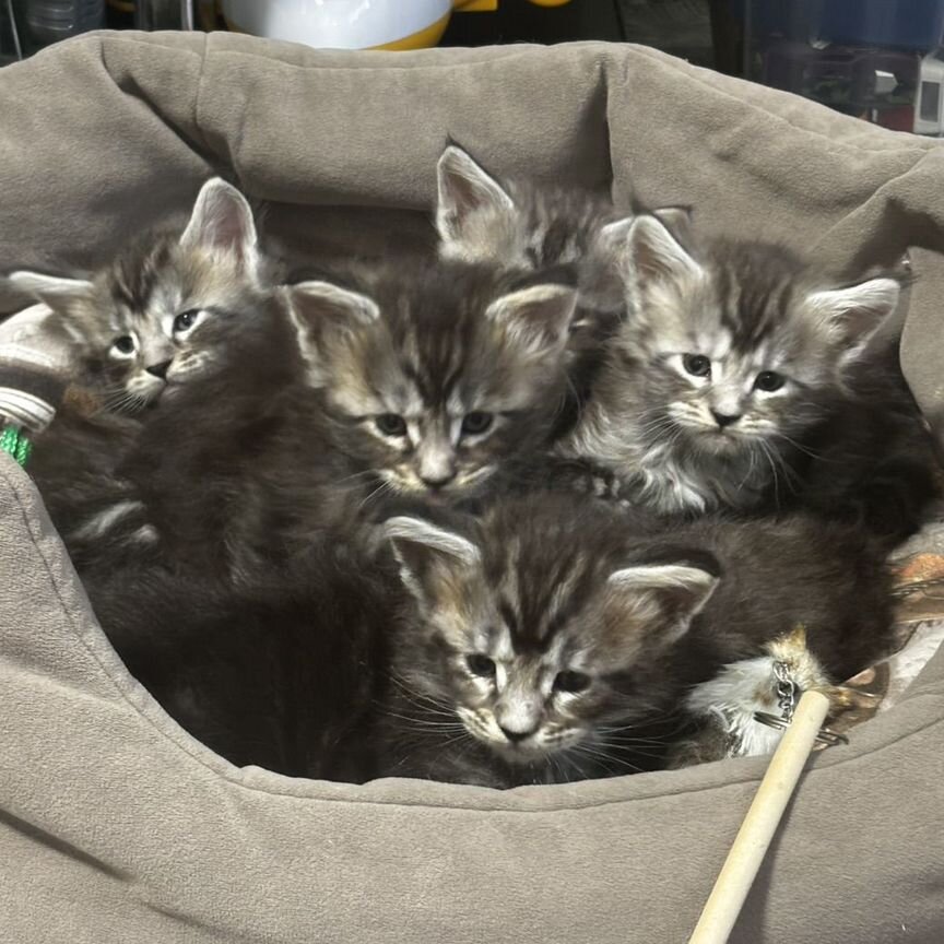 Мейн-кун котёнок