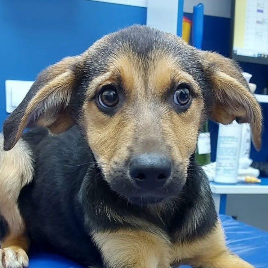 Щенок в добрые руки Эльза