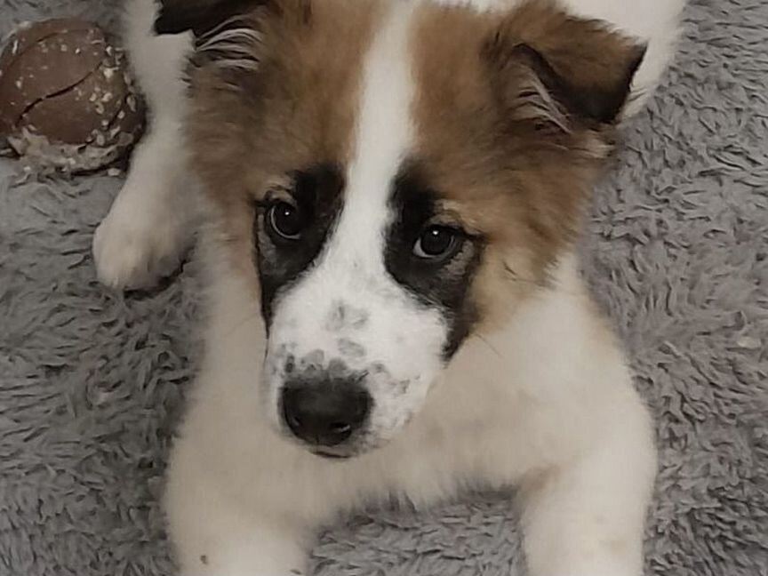 Чудесный щенок мальчик 3 месяца в добрые руки