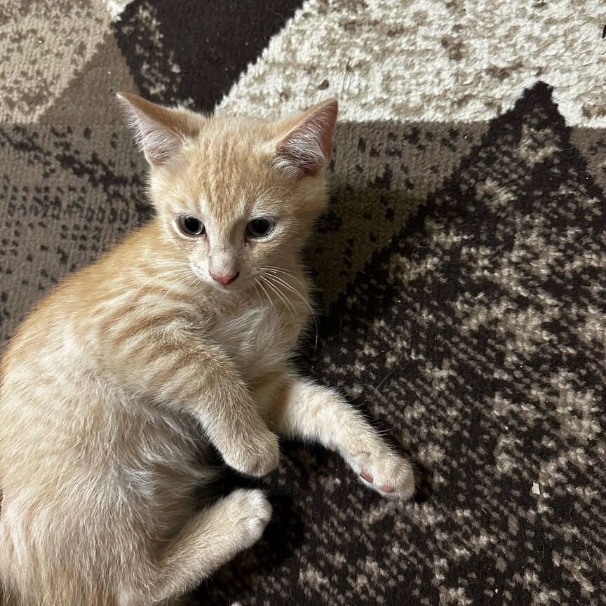Котёнок