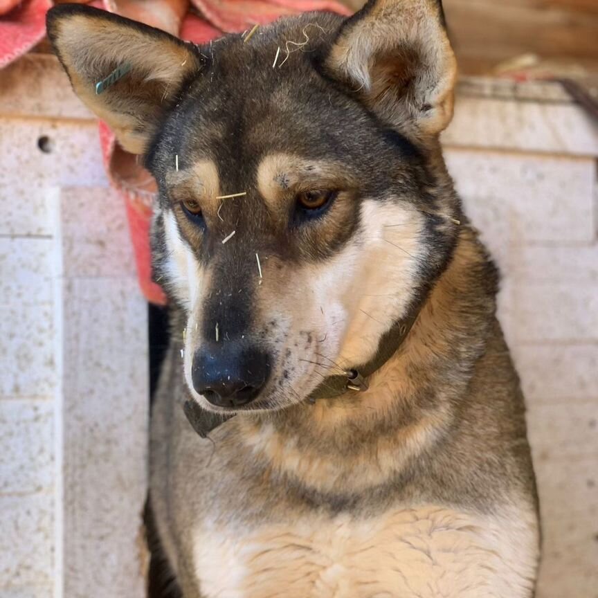 Ищем добрые руки