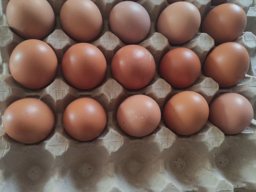 Инкубационное яйцо