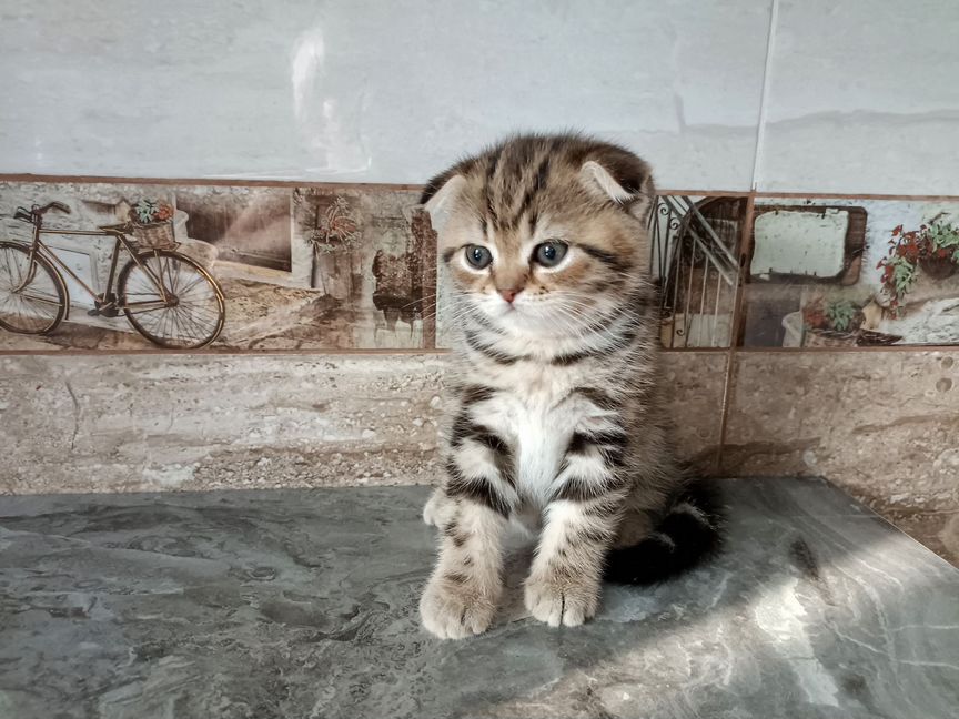 Шотландские котята